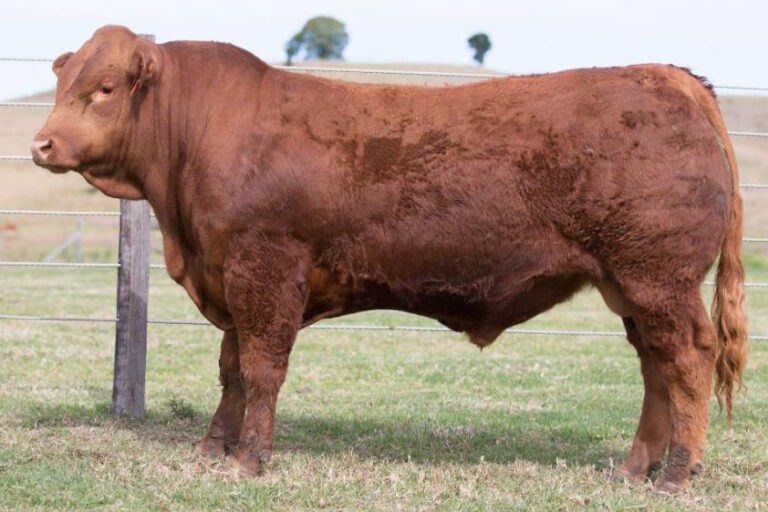 Limousin Genetics Australia | Breeding Better Beef - Limousin Genetics ...