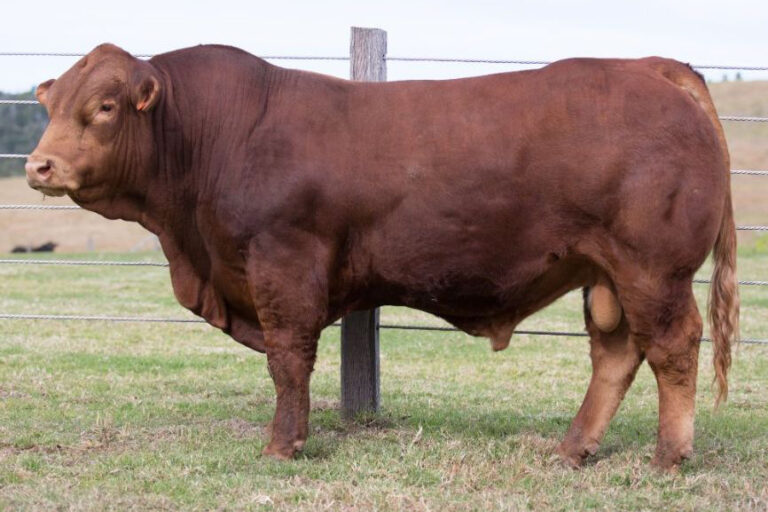 Limousin Genetics Australia | Breeding Better Beef - Limousin Genetics ...
