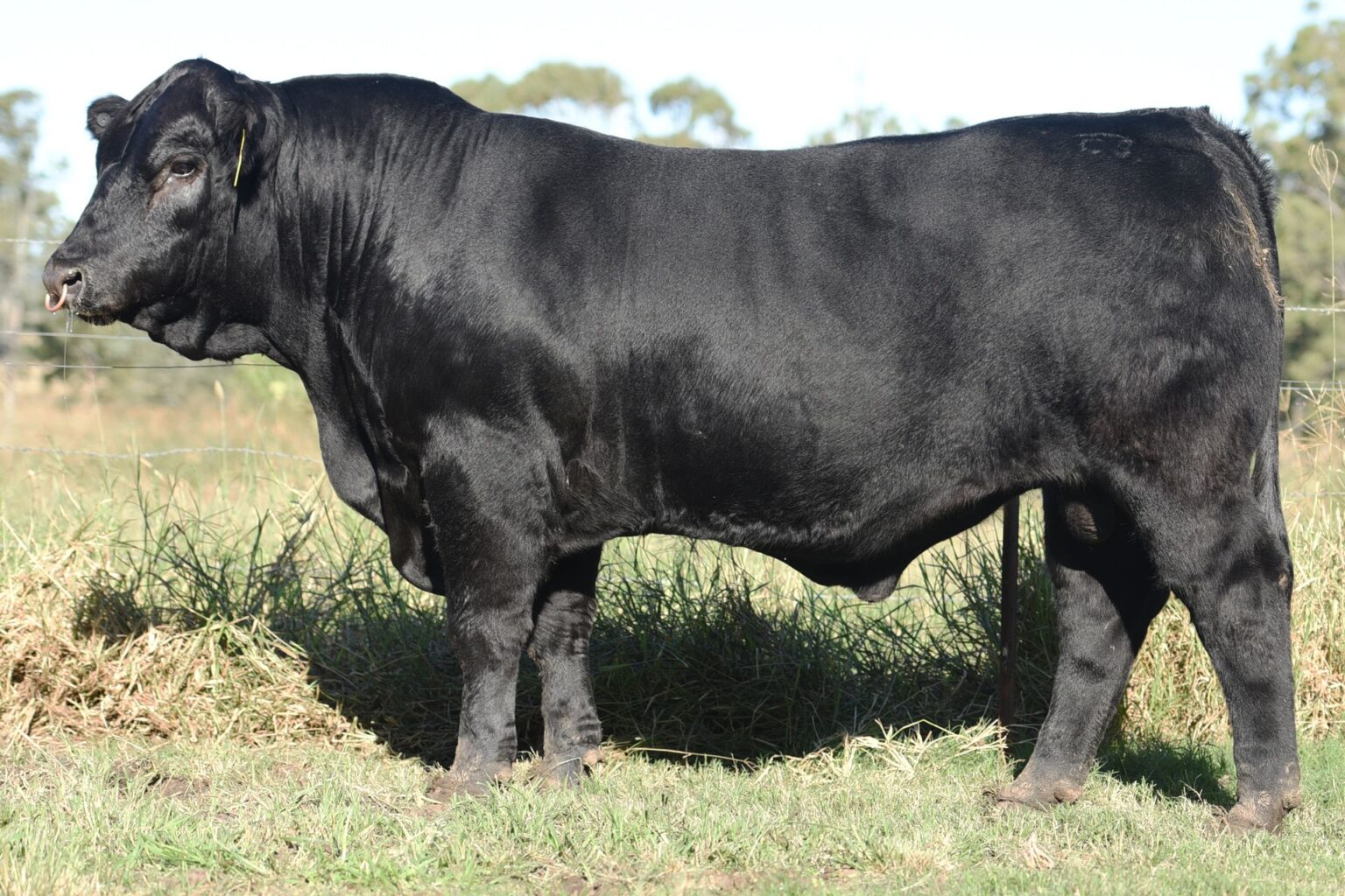 Limousin Genetics Australia | Breeding Better Beef - Limousin Genetics ...