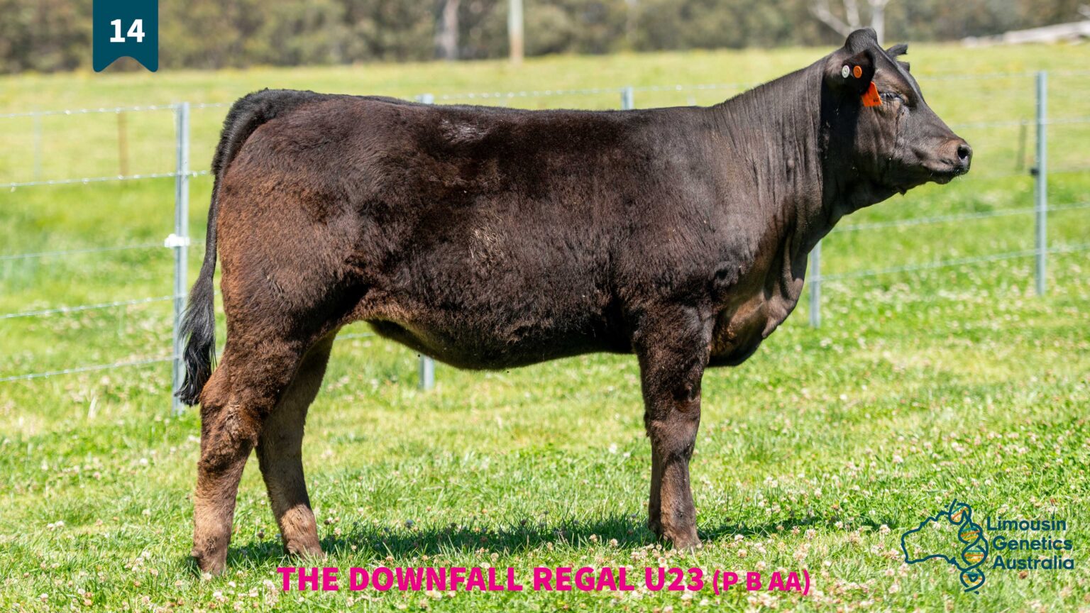 Female Steer & Genetics Sale - Limousin Genetics Australia