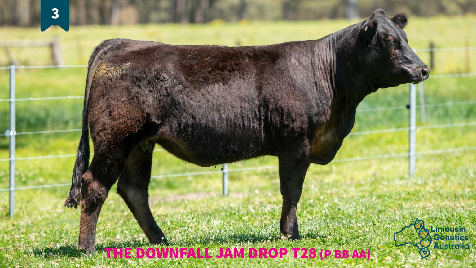 Female Steer & Genetics Sale - Limousin Genetics Australia